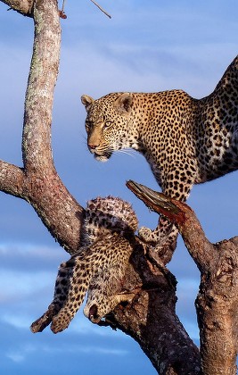 Adult Leopard Tree Body Leopard Cub Editorial Stock Photo - Stock Image ...