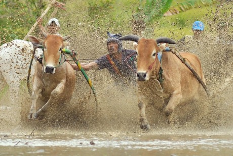 Farmers Race Cattle Editorial Stock Photo - Stock Image | Shutterstock