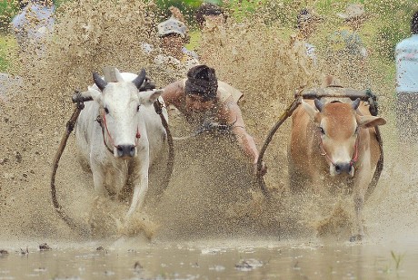 250 Cattle racing Stock Pictures, Editorial Images and Stock Photos ...