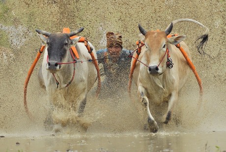 250 Cattle racing Stock Pictures, Editorial Images and Stock Photos ...