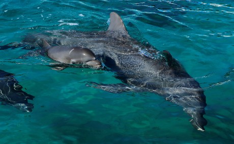 92 Baby dolphins Stock Pictures, Editorial Images and Stock Photos ...