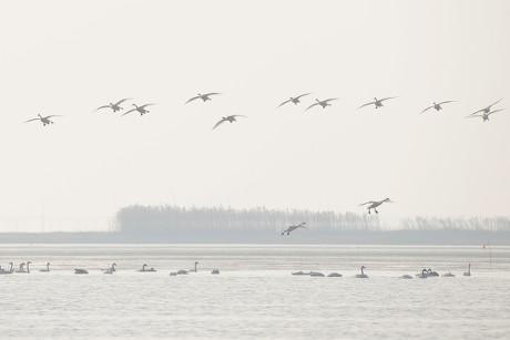 Swans at Shijiu Lake, Nanjing, China - 24 Dec 2018 Stock Pictures ...