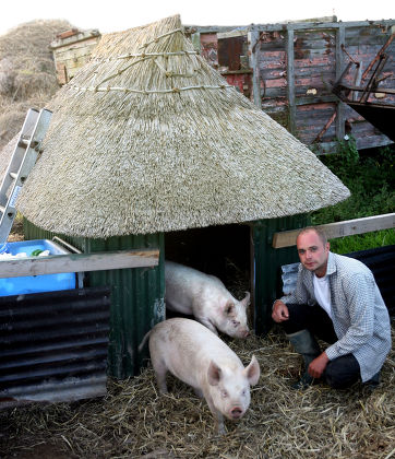 Scott Symonds His Luxury Thatched Pigsty Editorial Stock Photo - Stock ...