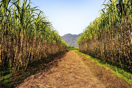 500 Sugar cane farming Stock Pictures, Editorial Images and Stock ...