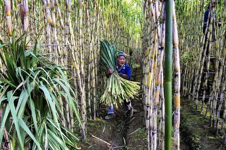 500 Sugar cane farming Stock Pictures, Editorial Images and Stock ...
