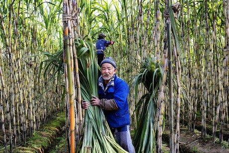 500 Sugar cane farming Stock Pictures, Editorial Images and Stock ...