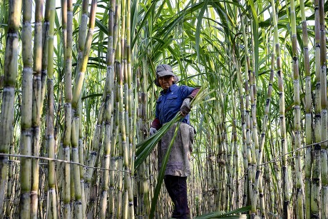 500 Sugar cane farming Stock Pictures, Editorial Images and Stock Photos | Shutterstock
