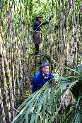 500 Sugar cane farming Stock Pictures, Editorial Images and Stock ...