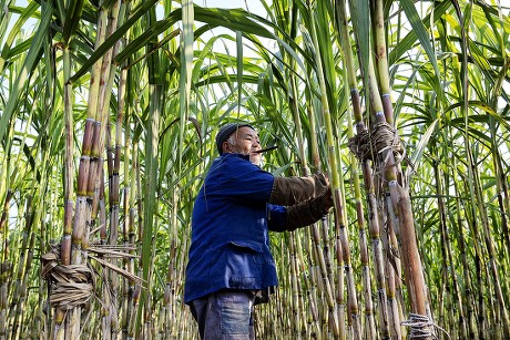 500 Sugar cane farming Stock Pictures, Editorial Images and Stock ...