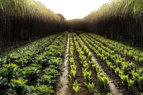 500 Sugar cane farming Stock Pictures, Editorial Images and Stock ...