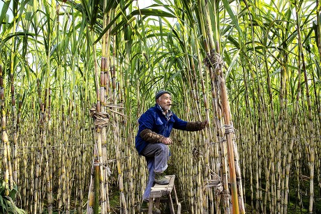 500 Sugar cane farming Stock Pictures, Editorial Images and Stock ...