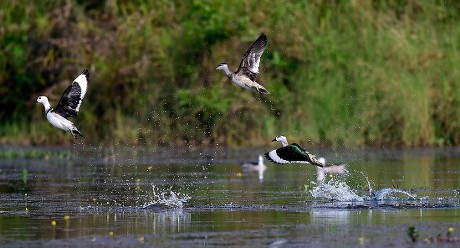 12 Pygmy goose Stock Pictures, Editorial Images and Stock Photos ...