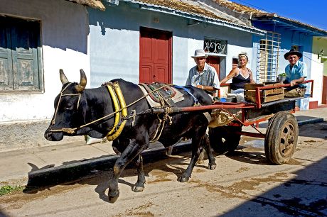 Bull Driven Cart Used Public Transport Editorial Stock Photo - Stock ...