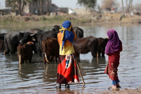 The life of Iraqi nomads, Najaf, Iraq - 05 Jan 2019 Stock Pictures ...