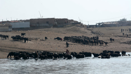Iraqi Shiite Shepherd Watches His Buffalos Editorial Stock Photo ...