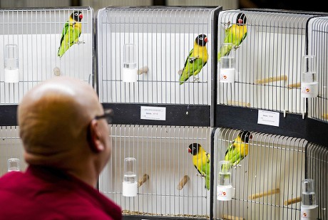 Judge Looks Birds During Mondial World Editorial Stock Photo - Stock ...
