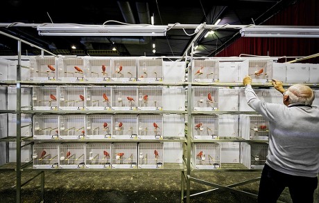 Judge Looks Birds During Mondial World Editorial Stock Photo - Stock ...
