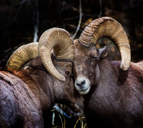 Bighorn Sheep Fighting Editorial Stock Photo - Stock Image | Shutterstock