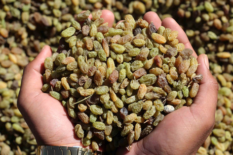 Afghan Man Sorts Raisin Kandahar Afghanistan Editorial Stock Photo ...