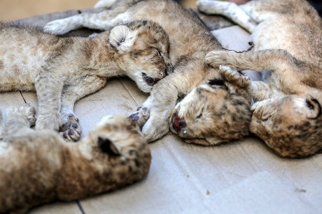 Dead Bodies Four Newly Born Lion Editorial Stock Photo - Stock Image ...