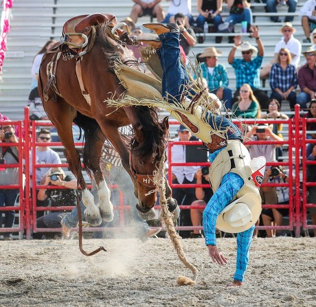 Luke White 179 Gets Bucked Off Editorial Stock Photo - Stock Image ...
