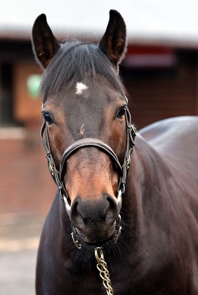 Stallion Koropick Doncaster Editorial Stock Photo - Stock Image ...
