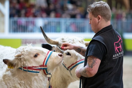 People Visit Animal Show Presenting Horses Editorial Stock Photo ...