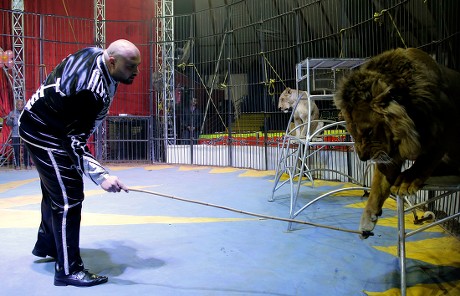 Egypt circus performance, Cairo - 24 Jan 2019 Stock Pictures, Editorial ...