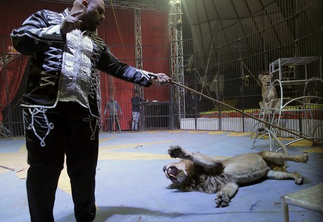 egypt national circus cairo Stock Photos (Exclusive) | Shutterstock