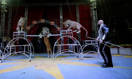 Egypt circus performance, Cairo - 24 Jan 2019 Stock Pictures, Editorial ...