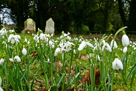 Snowdrop Festival at St Botolph 11c Church, Swyncombe, Oxfordshire, UK ...