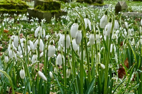 Snowdrop Festival at St Botolph 11c Church, Swyncombe, Oxfordshire, UK ...