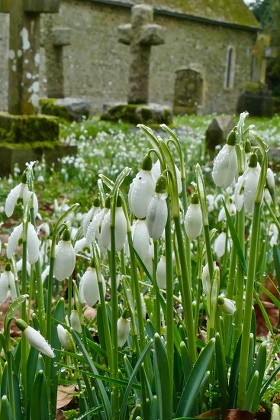 Snowdrop Festival at St Botolph 11c Church, Swyncombe, Oxfordshire, UK ...