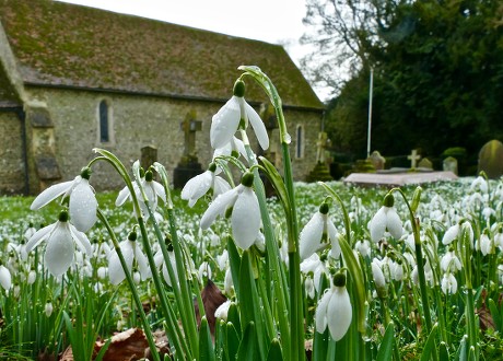 Snowdrops 11c Churchyard St Botolph Swyncombe Editorial Stock Photo ...