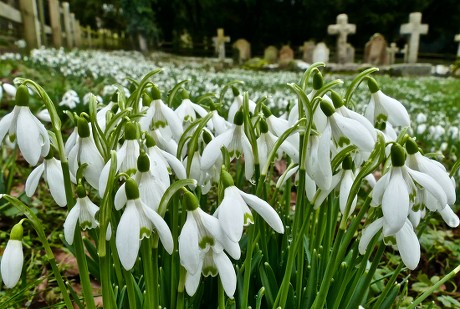 Snowdrops 11c Churchyard St Botolph Swyncombe Editorial Stock Photo ...