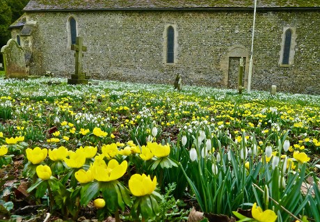 Snowdrops 11c Churchyard St Botolph Swyncombe Editorial Stock Photo ...