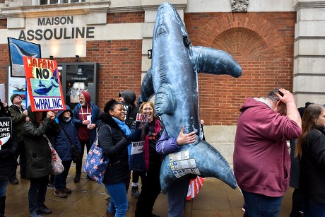 500 Anti whaling Stock Pictures, Editorial Images and Stock Photos ...