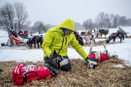Musher Plays His Dogs After Overnight Editorial Stock Photo - Stock ...