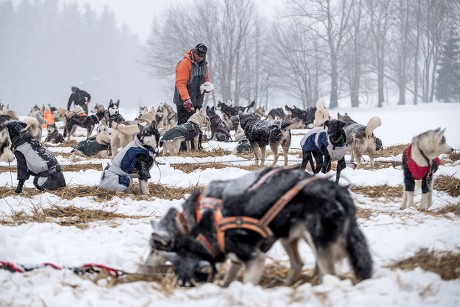 Musher Feeds His Dogs After Overnight Editorial Stock Photo - Stock ...