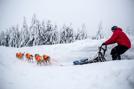 Musher Competes His Dogs During Sedivackuv Editorial Stock Photo ...