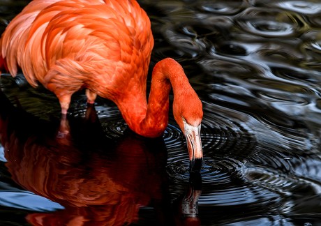 Flamingo Pictured Zoo Dresden Germany 31 Editorial Stock Photo - Stock ...