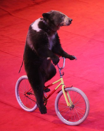 250 Bear in circus Stock Pictures, Editorial Images and Stock Photos ...