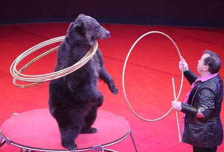 250 Bear in circus Stock Pictures, Editorial Images and Stock Photos ...