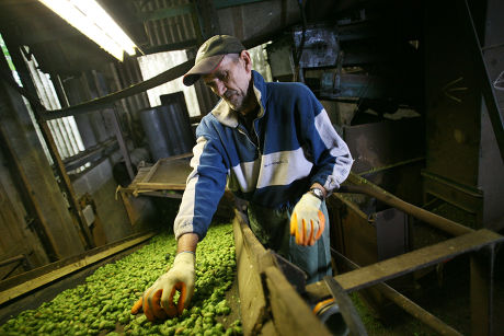 Worker Quality Controls Target Hops After Editorial Stock Photo - Stock ...