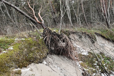 Overturned Trees Damaged Slopes After Last Editorial Stock Photo ...