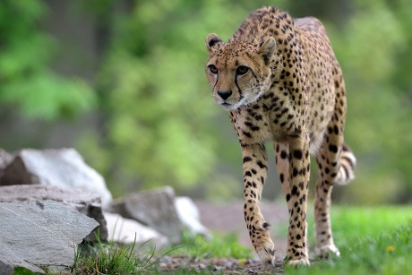 Zoo animals, Czech Republic Stock Pictures, Editorial Images and Stock ...