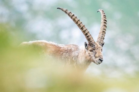2,000 Goat antelope Stock Pictures, Editorial Images and Stock Photos ...