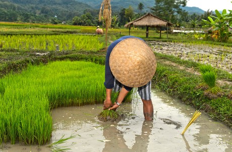 83 Paddy seedling Stock Pictures, Editorial Images and Stock Photos ...