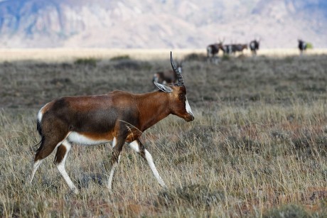 Blesbok Damaliscus Pygargus Phillipsi Adult Walking Editorial Stock ...