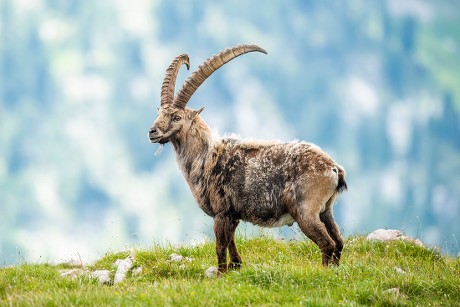 2,000 Goat antelope Stock Pictures, Editorial Images and Stock Photos ...